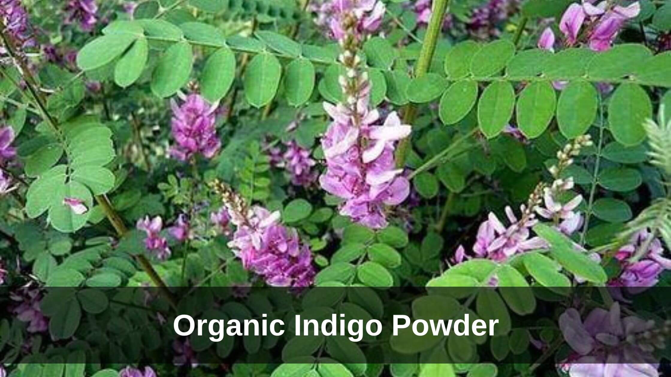 Indigo Powder for Hair – Natural Coloring & Application Tips
