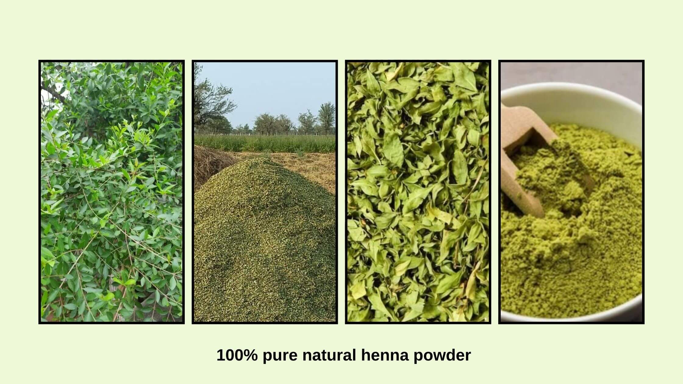 Sojat Mehndi Nagari – Premium Henna Powder Manufacturer & Exporter ...