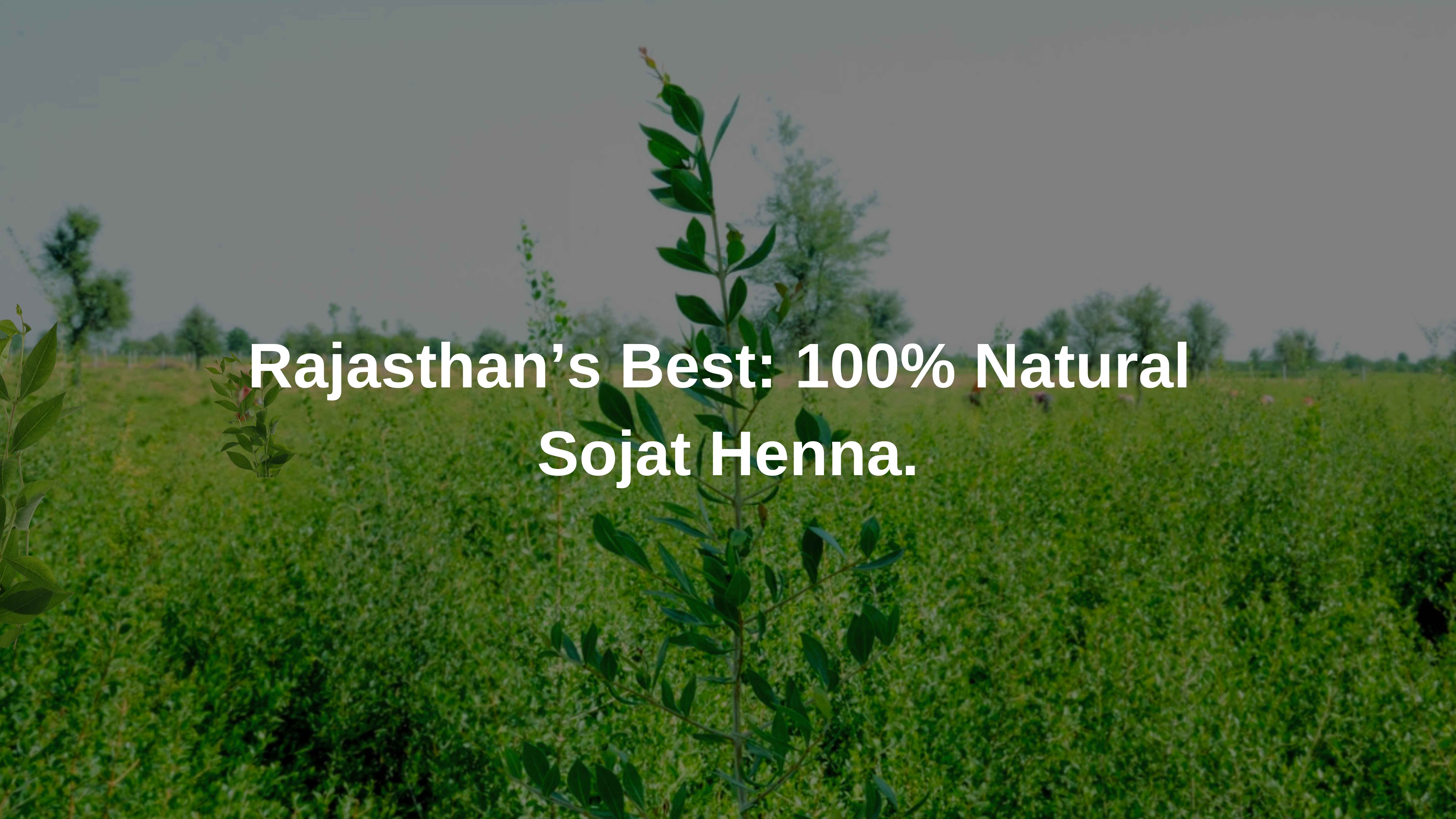 Sojat’s Iconic Henna: Rajasthan’s Gi-Certified Natural Mehandi